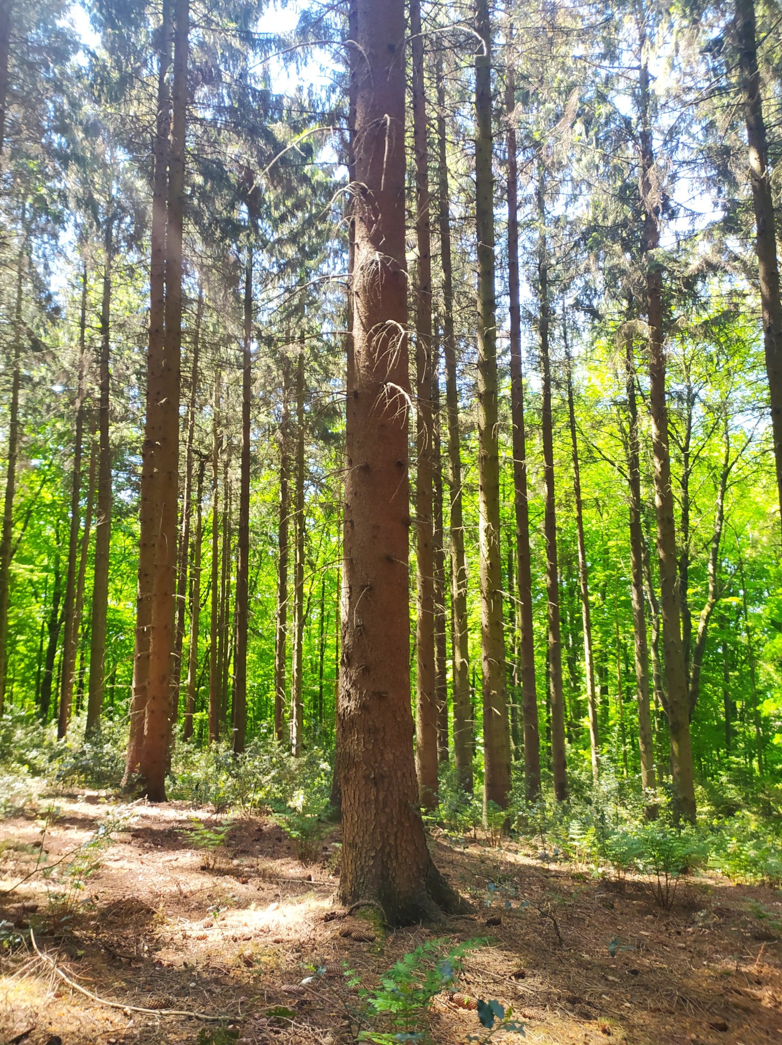 Discover the Healing Power of Forest Bathing for Mental and Physical ...